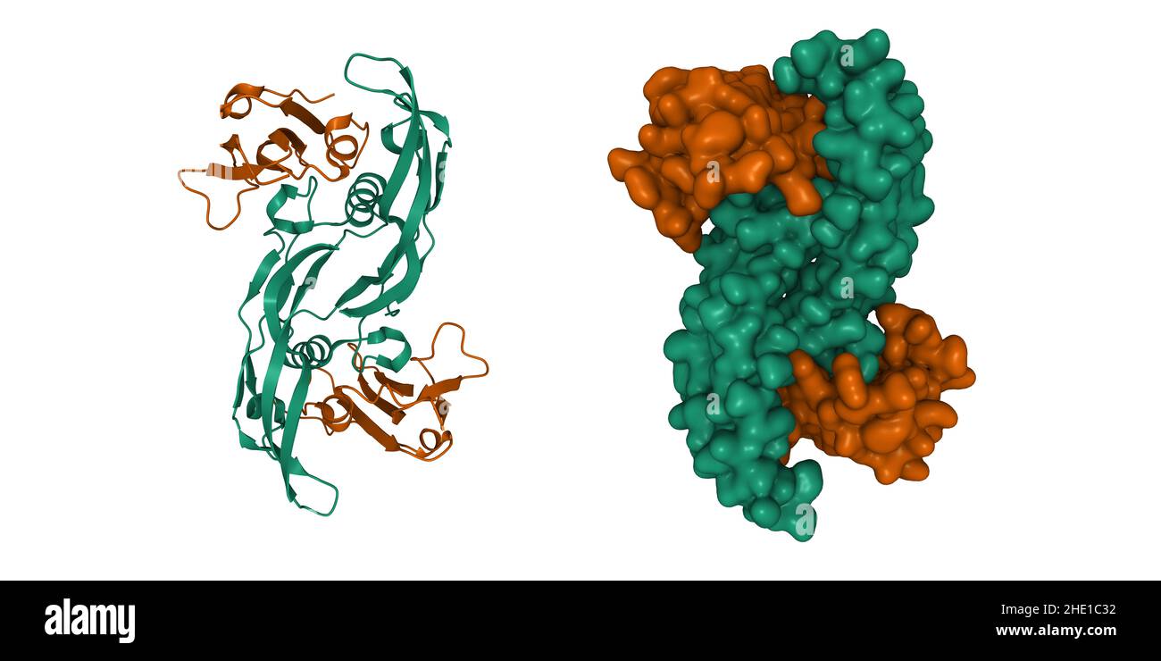 Crystal structure of BMP-2 (green) in complex with BMPR-IA variant B12 ...