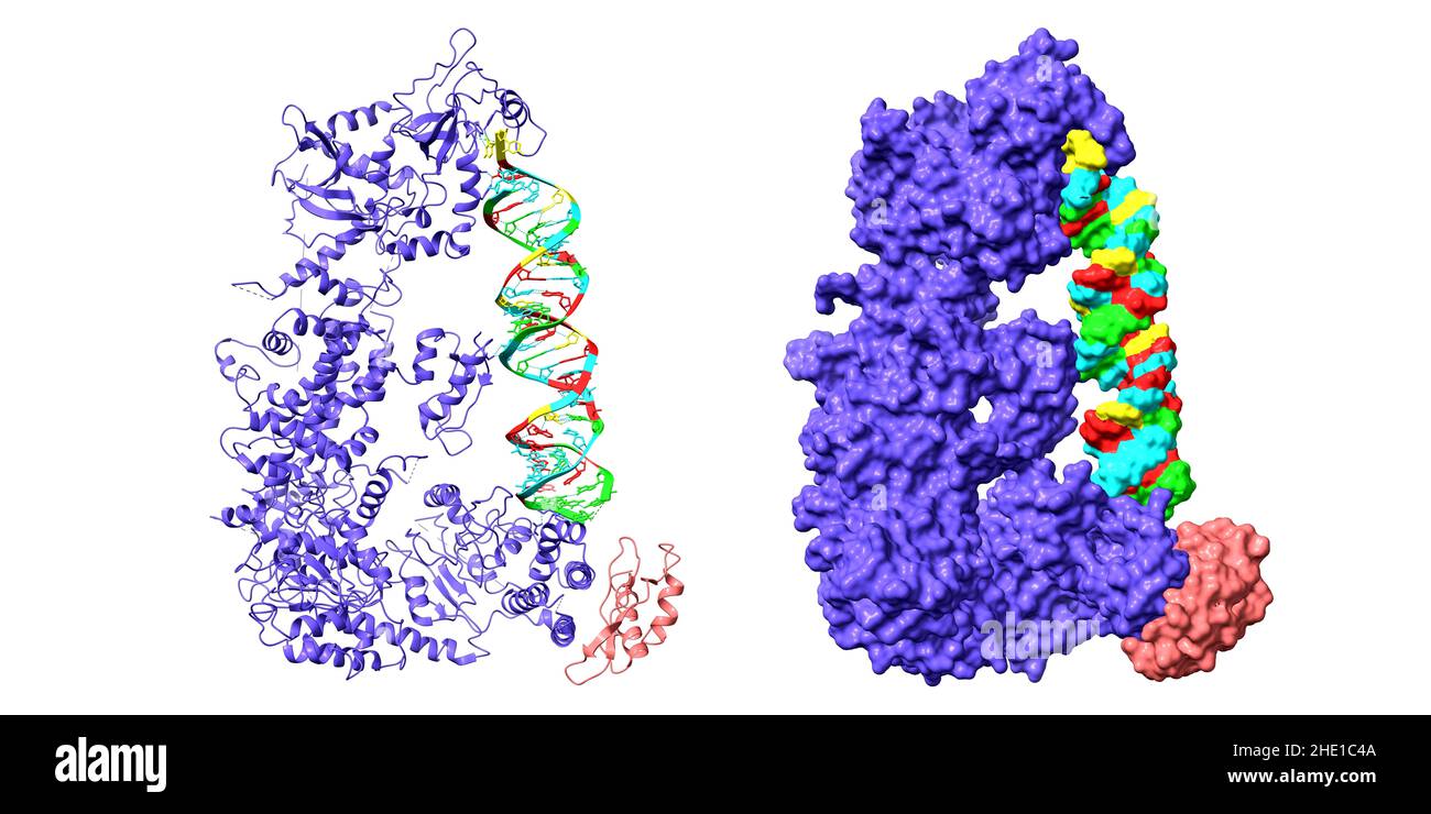 Structure of human dicer (blue) complexed with RISC-loading complex ...