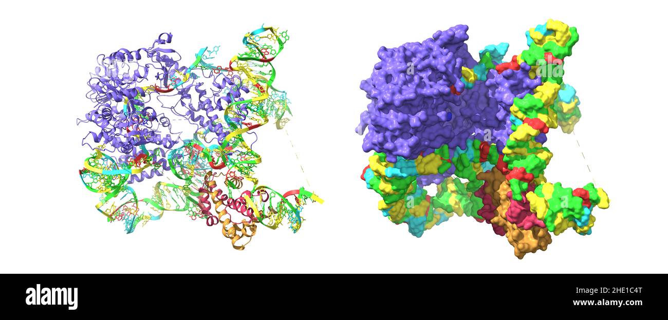 The catalytic core lobe of human telomerase (blue) in complex with ...
