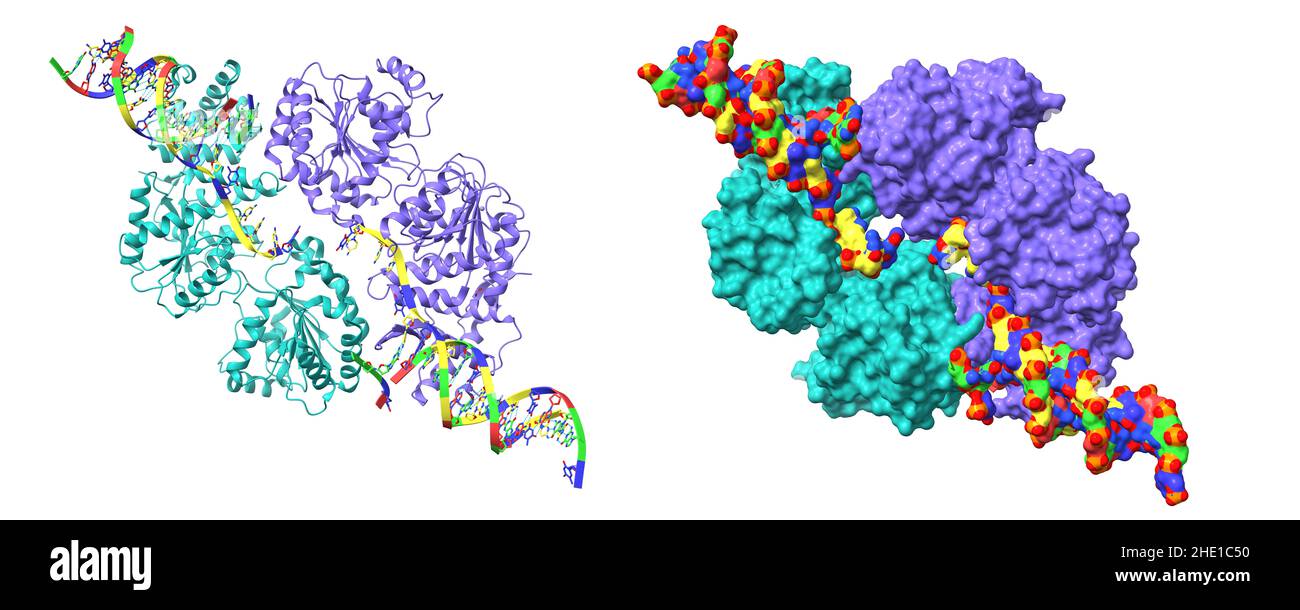 Structure of human RECQ-like helicase in complex with DNA. 3D cartoon ...
