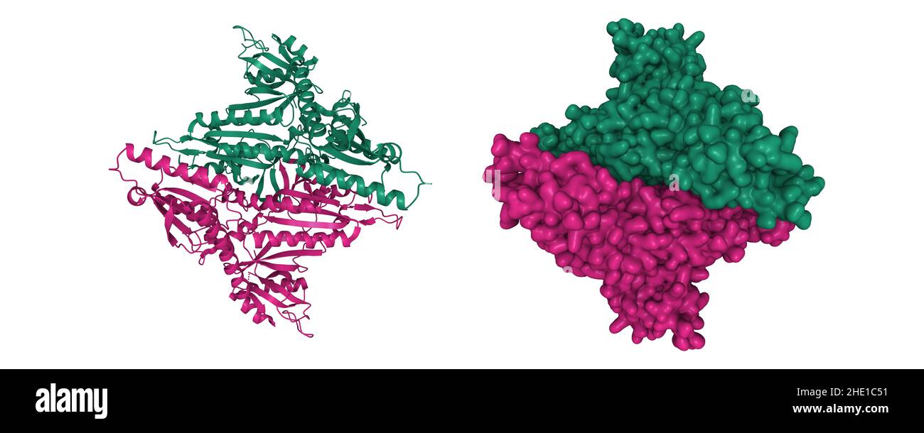 Crystal structure of human prolyl-tRNA synthetase dimer. 3D cartoon and ...