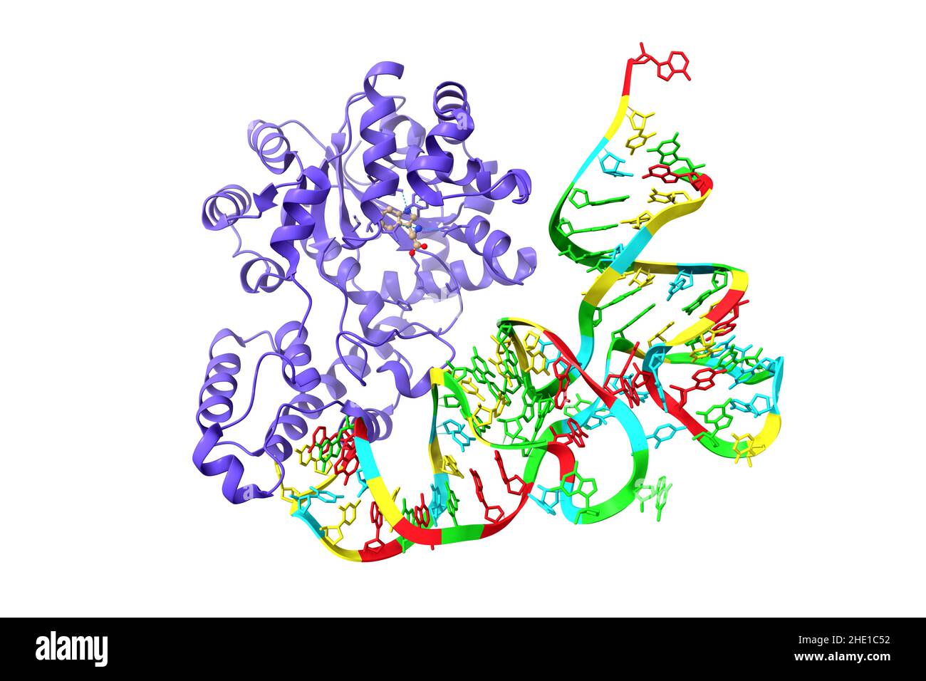 Structure of human tryptophanyl-tRNA synthetase in complex with tRNA ...