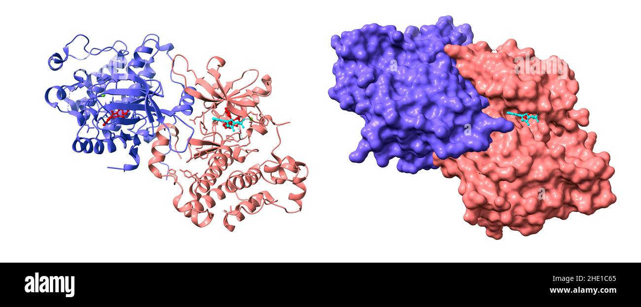 Epidermal growth factor receptor dimer in complex with allosteric ...