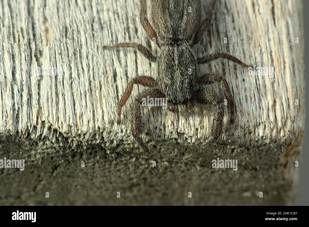 Spider grey High Resolution Stock Photography and Images - Alamy