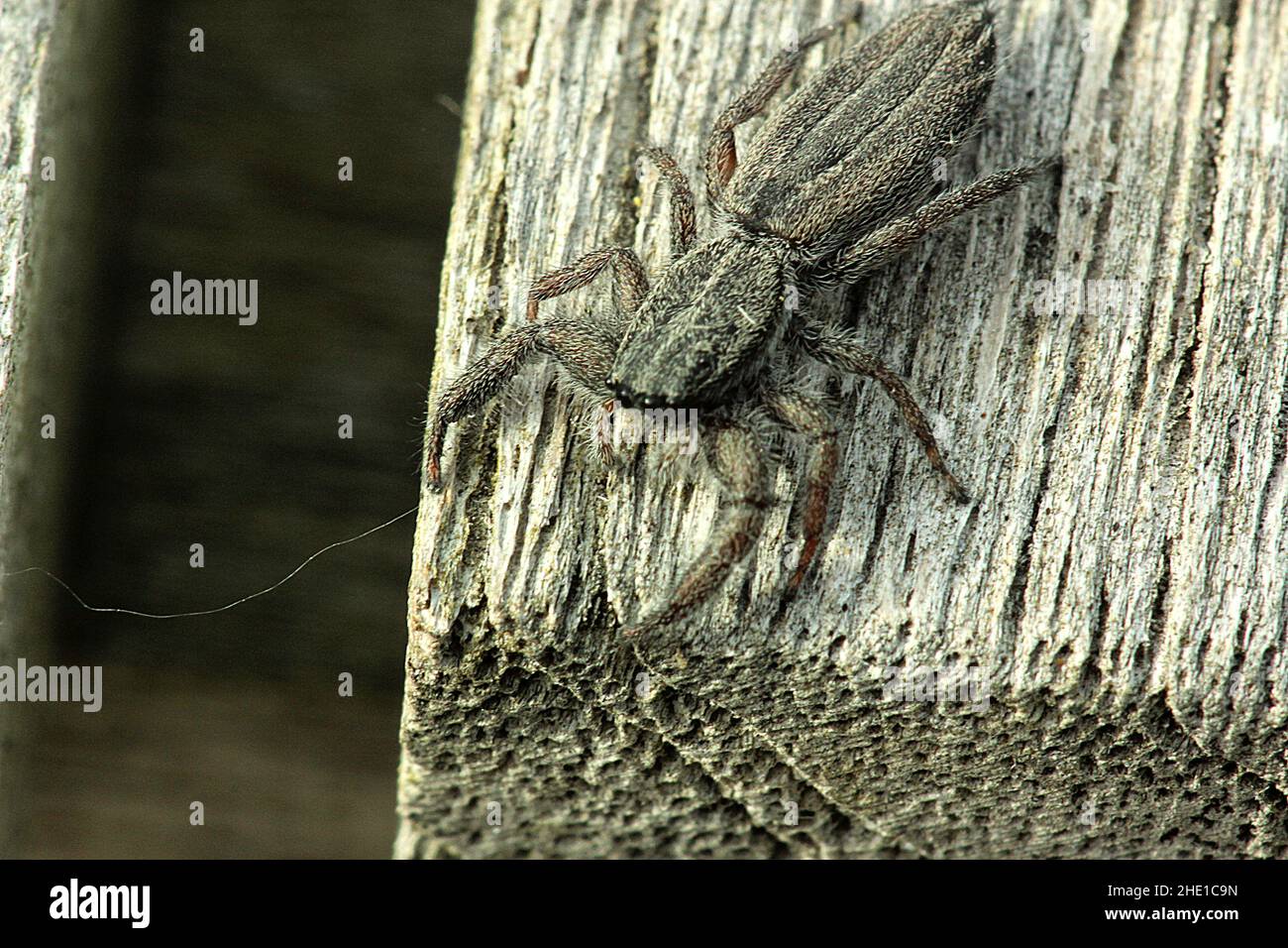 Spider grey High Resolution Stock Photography and Images - Alamy