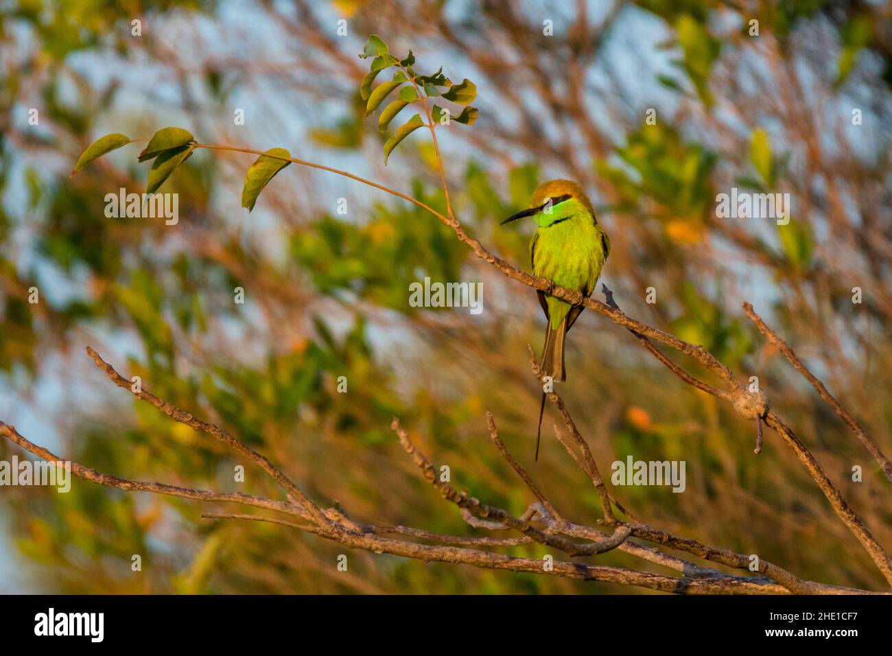Asian Green Bee-eater, Merops orientalis. Mui Ne. Vietnam Stock Photo ...