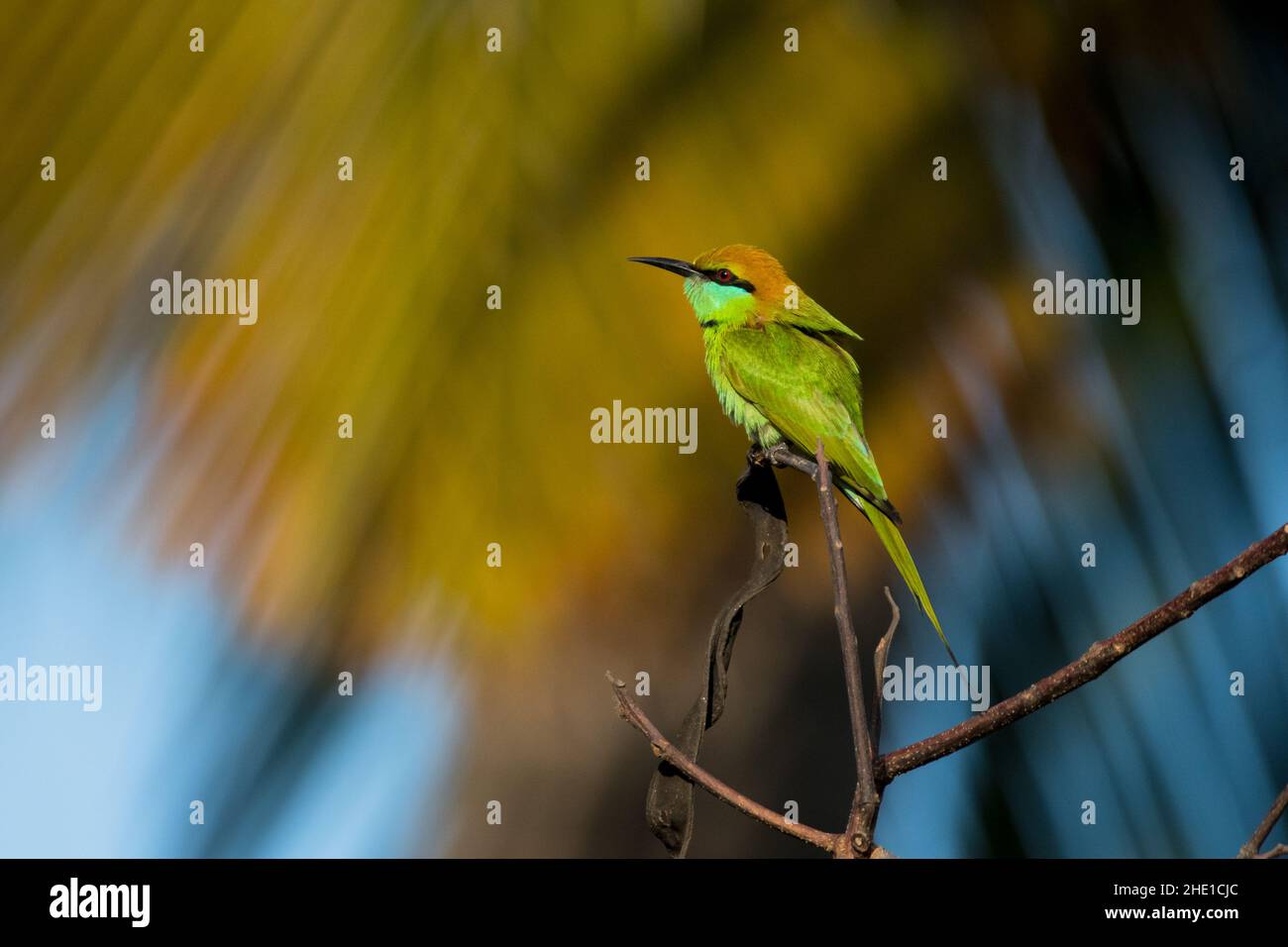 Asian Green Bee-eater, Merops orientalis. Mui Ne. Vietnam Stock Photo ...
