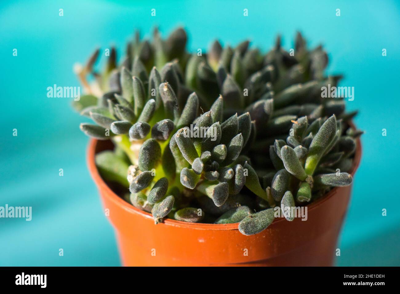 Crassula ovata, money tree succulent on the window Stock Photo - Alamy