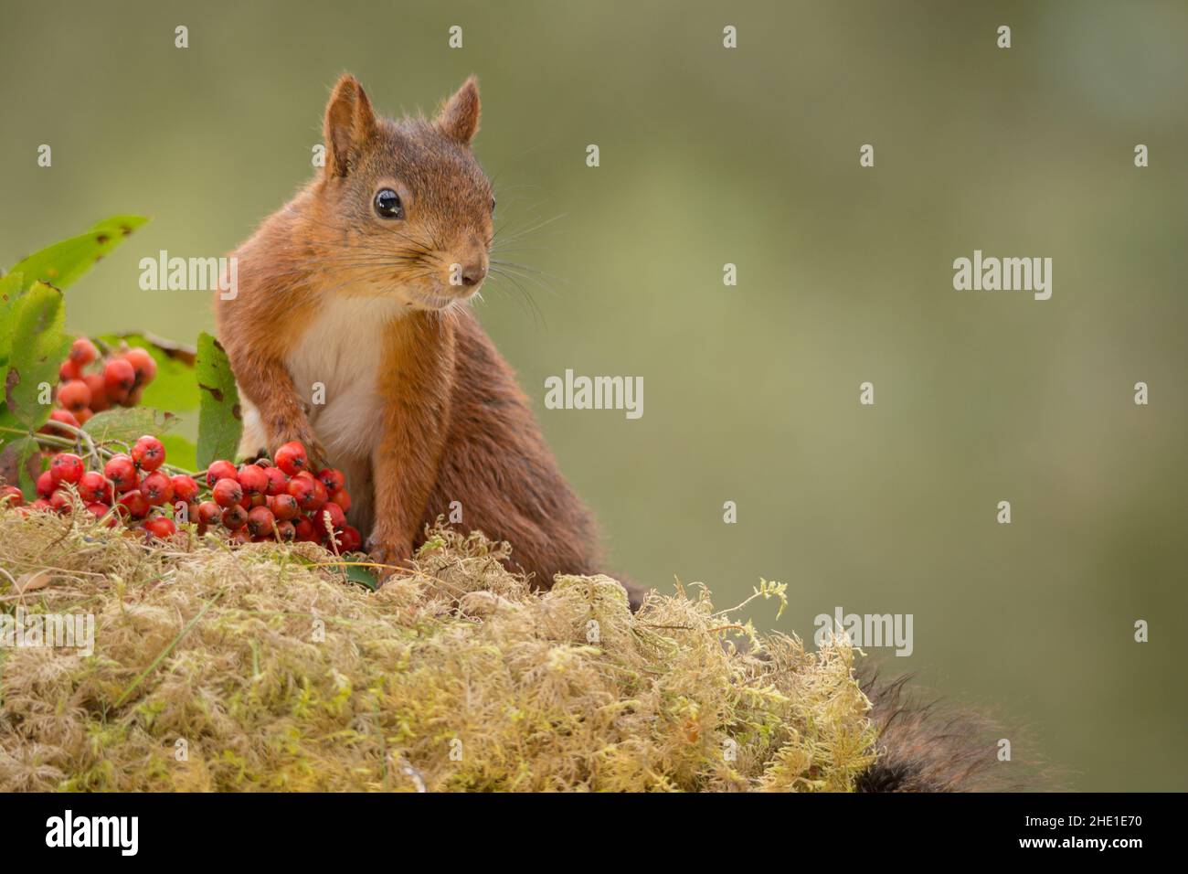 Red squirrel branch ash hi-res stock photography and images - Alamy