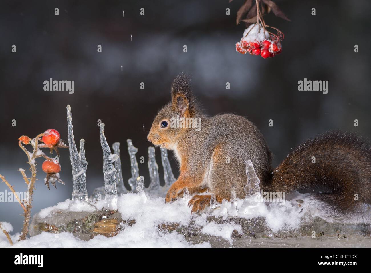 Very cold nose icicle hi-res stock photography and images - Alamy