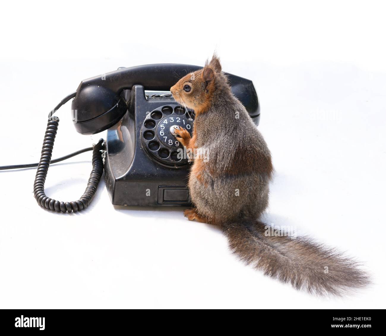 squirrel standing with a black telephone with white background Stock ...