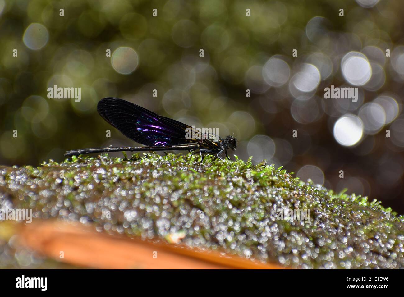 Gossamer wing hi-res stock photography and images - Alamy