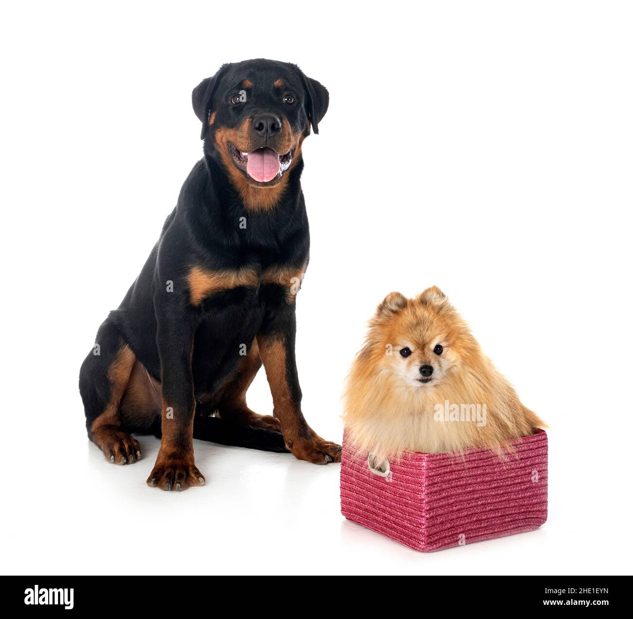 young pomeranian and rottweiler in front of white background Stock ...
