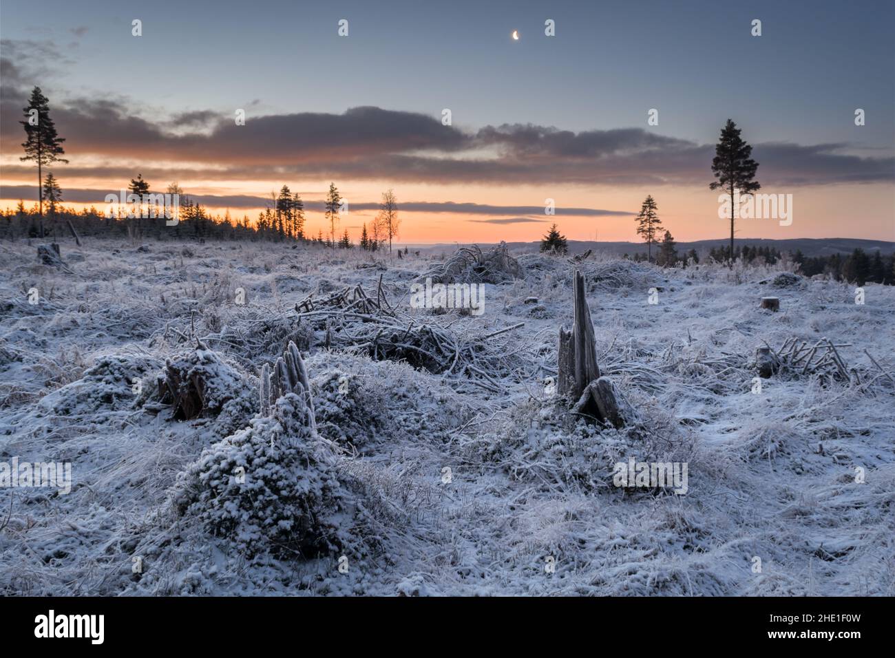 Tree trunks frozen in ice hi-res stock photography and images - Alamy