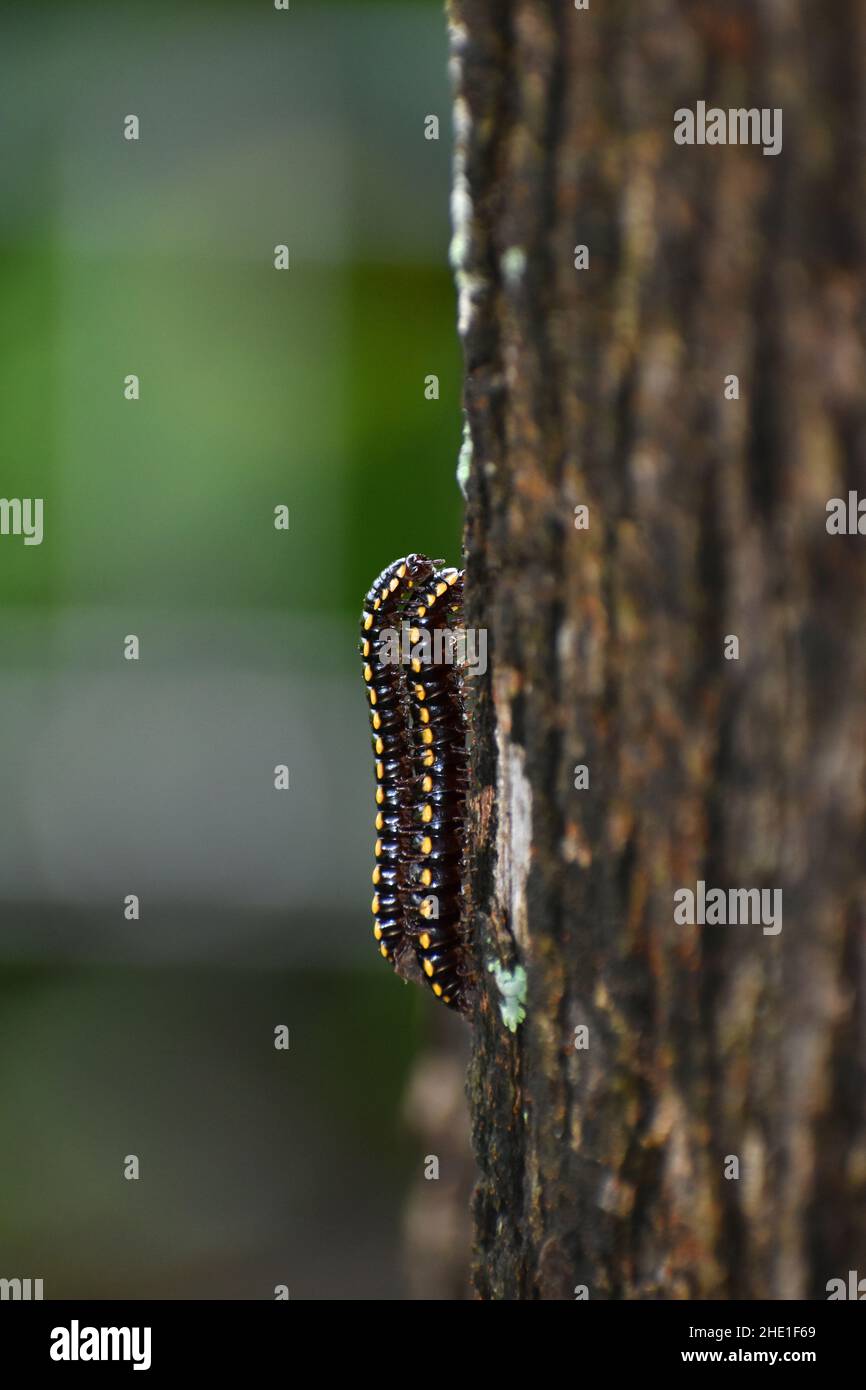 Millipede reproduction hi-res stock photography and images - Alamy