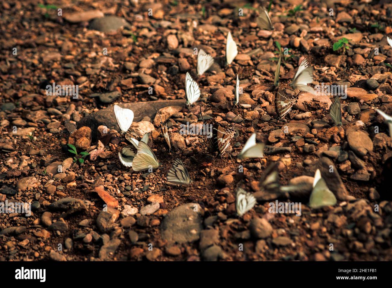 Butterflies insect flying around the salt in nature environment forest ...