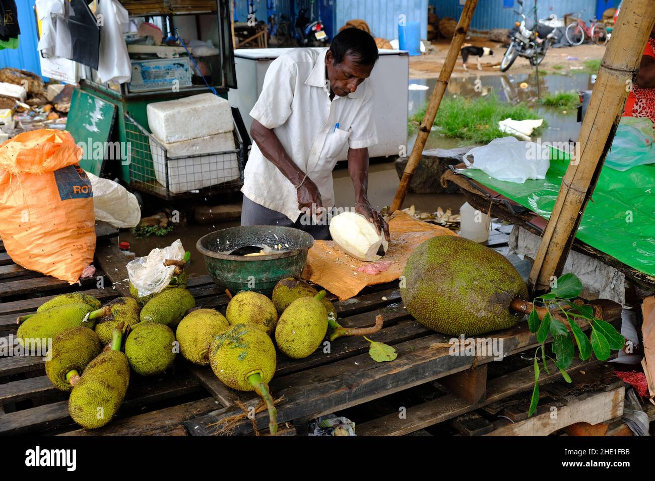 Sri Lanka Negombo - Negombo market Cutting jackfruit Stock Photo - Alamy