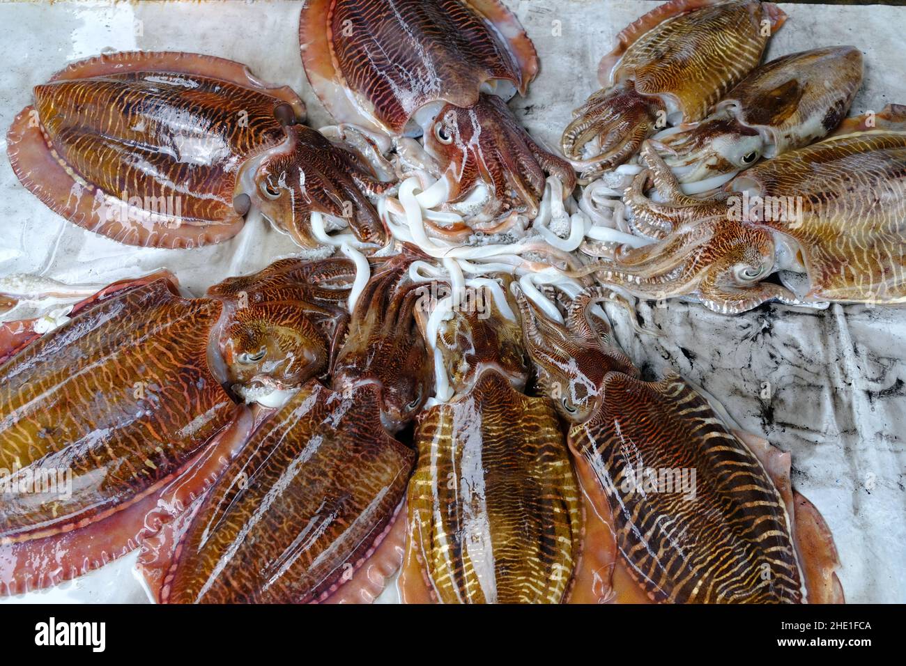 Sri Lanka Negombo - Negombo market Fish stalls huge cuttlefish Stock ...