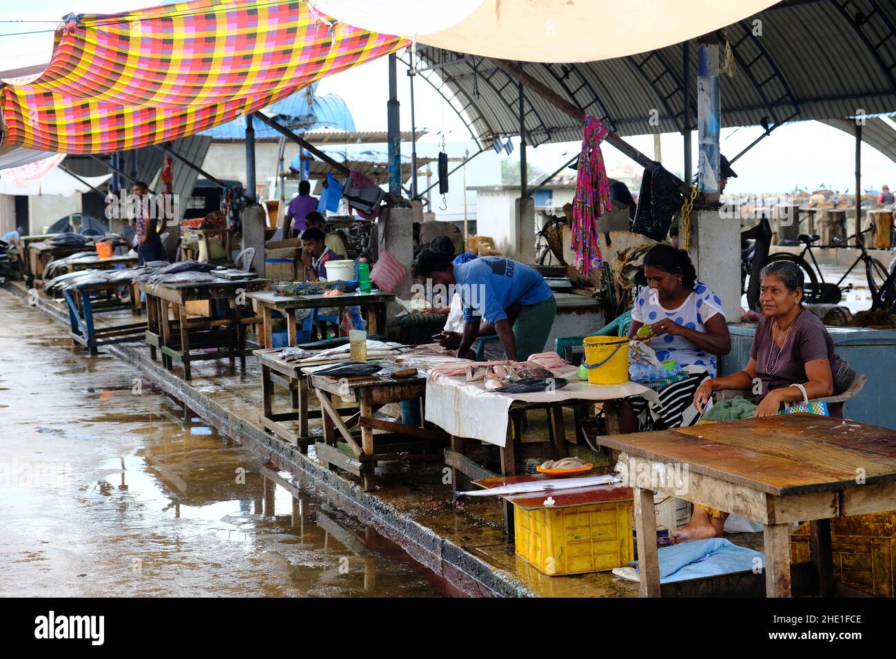 Sri Lanka Negombo - Negombo market Fish stalls Stock Photo - Alamy