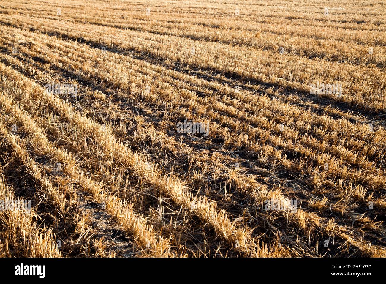 Wheat field patterns hi-res stock photography and images - Alamy