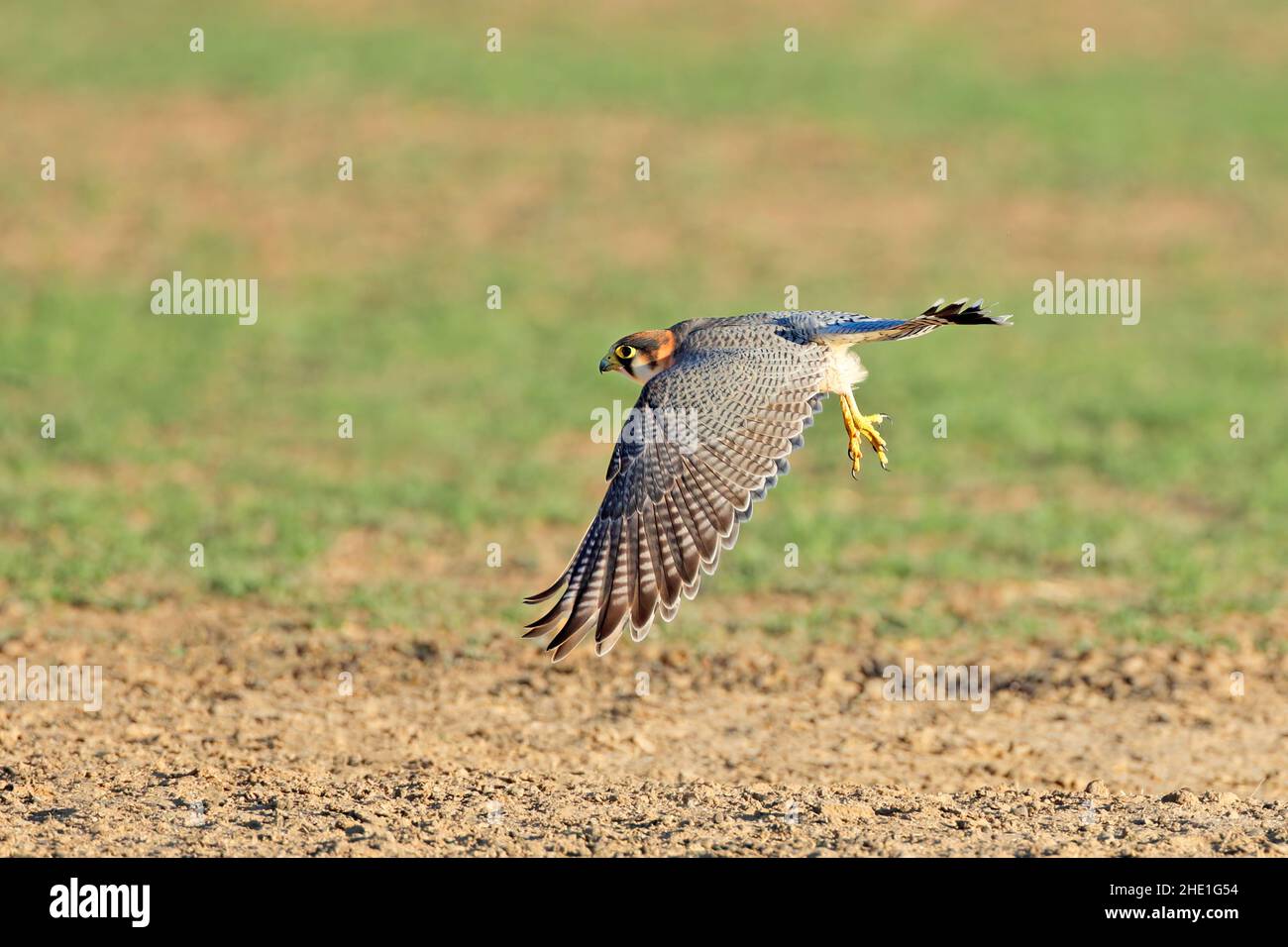 A red-necked falcon (Falco chicquera) in flight, Kalahari desert, South ...