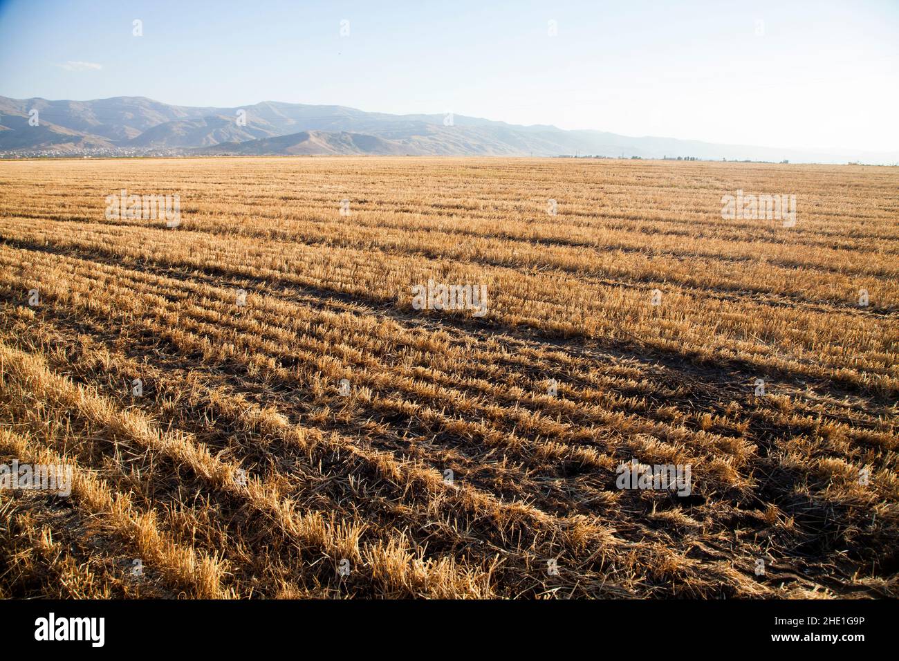 Wheat field after harvest, natural patterns view Stock Photo - Alamy