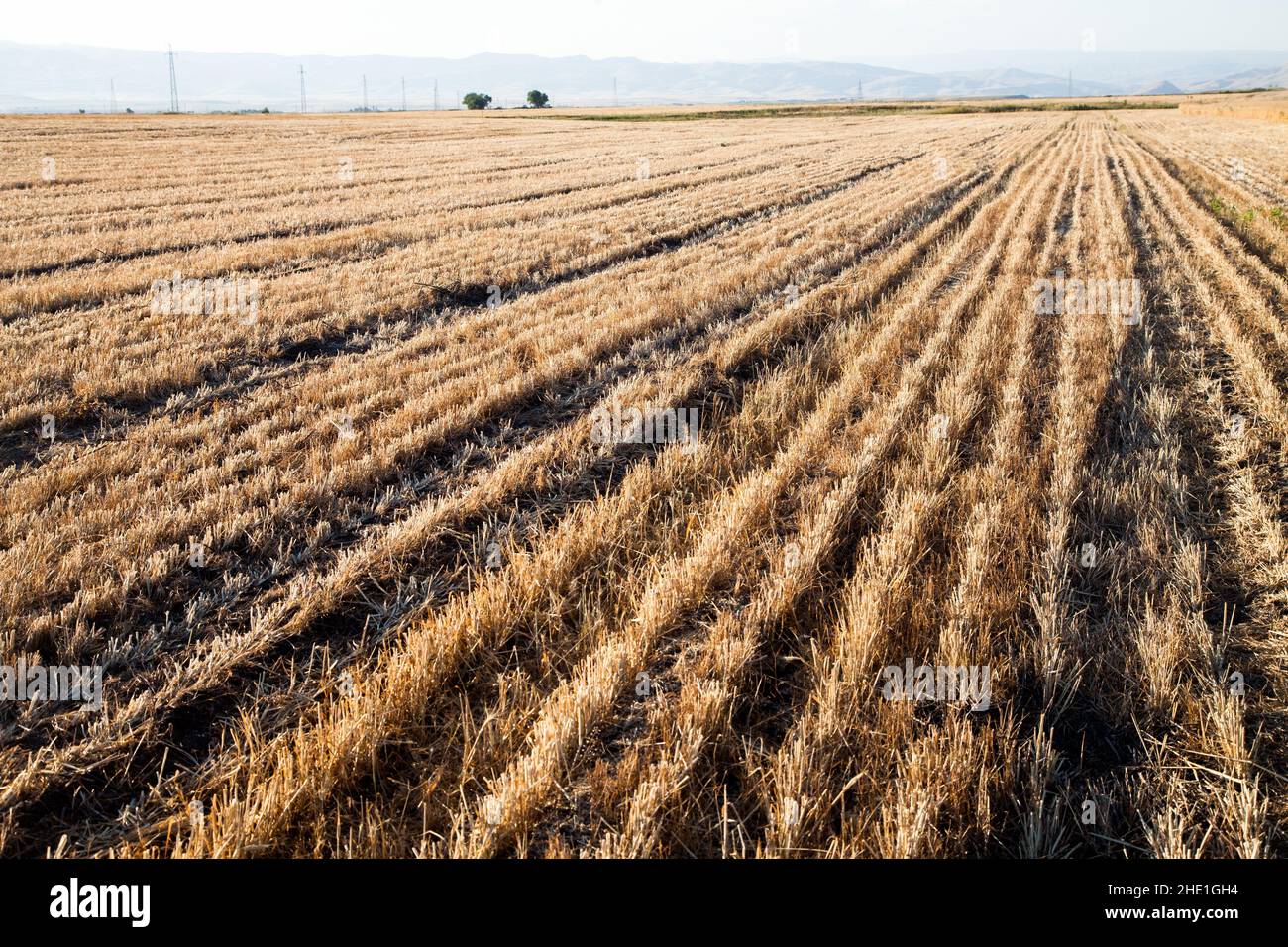 Wheat field after harvest, natural patterns view Stock Photo - Alamy