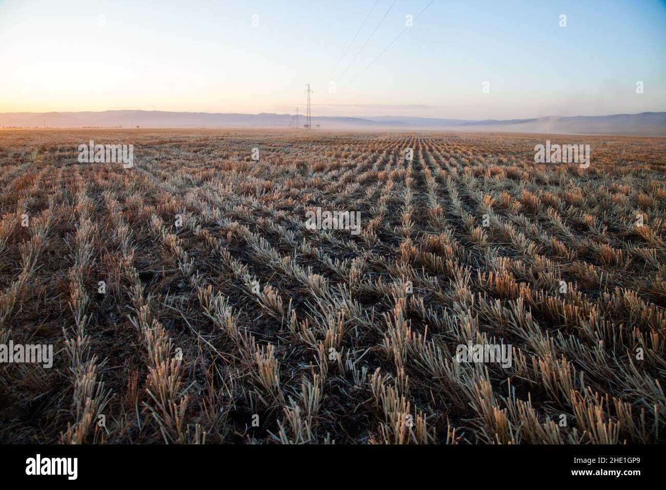 Wheat field after harvest, natural patterns view Stock Photo - Alamy