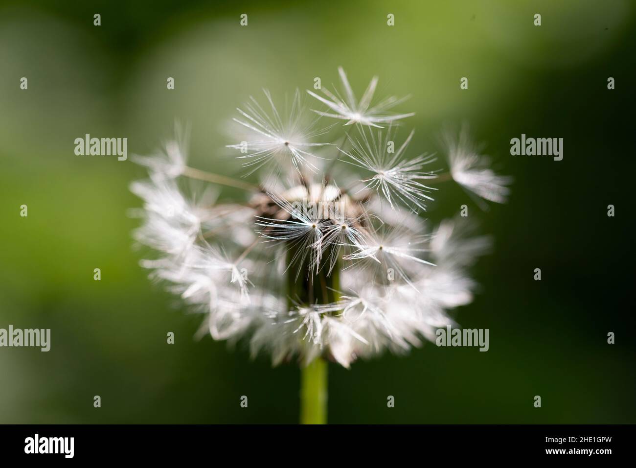 Fluffy flying dandelion on a green meadow background, copy space, close ...