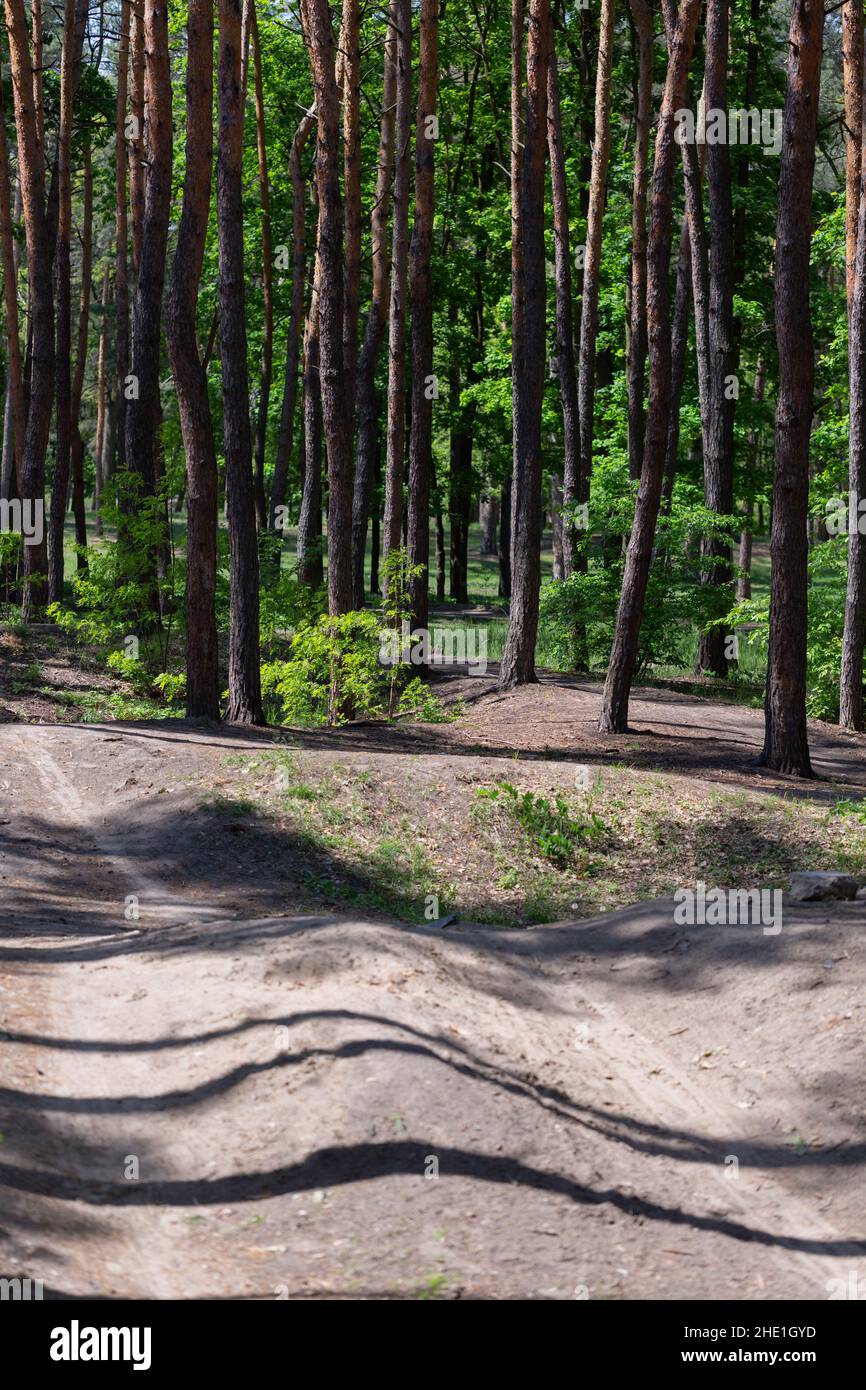 Natural forest background with trunks and greenery of trees or reserved ...