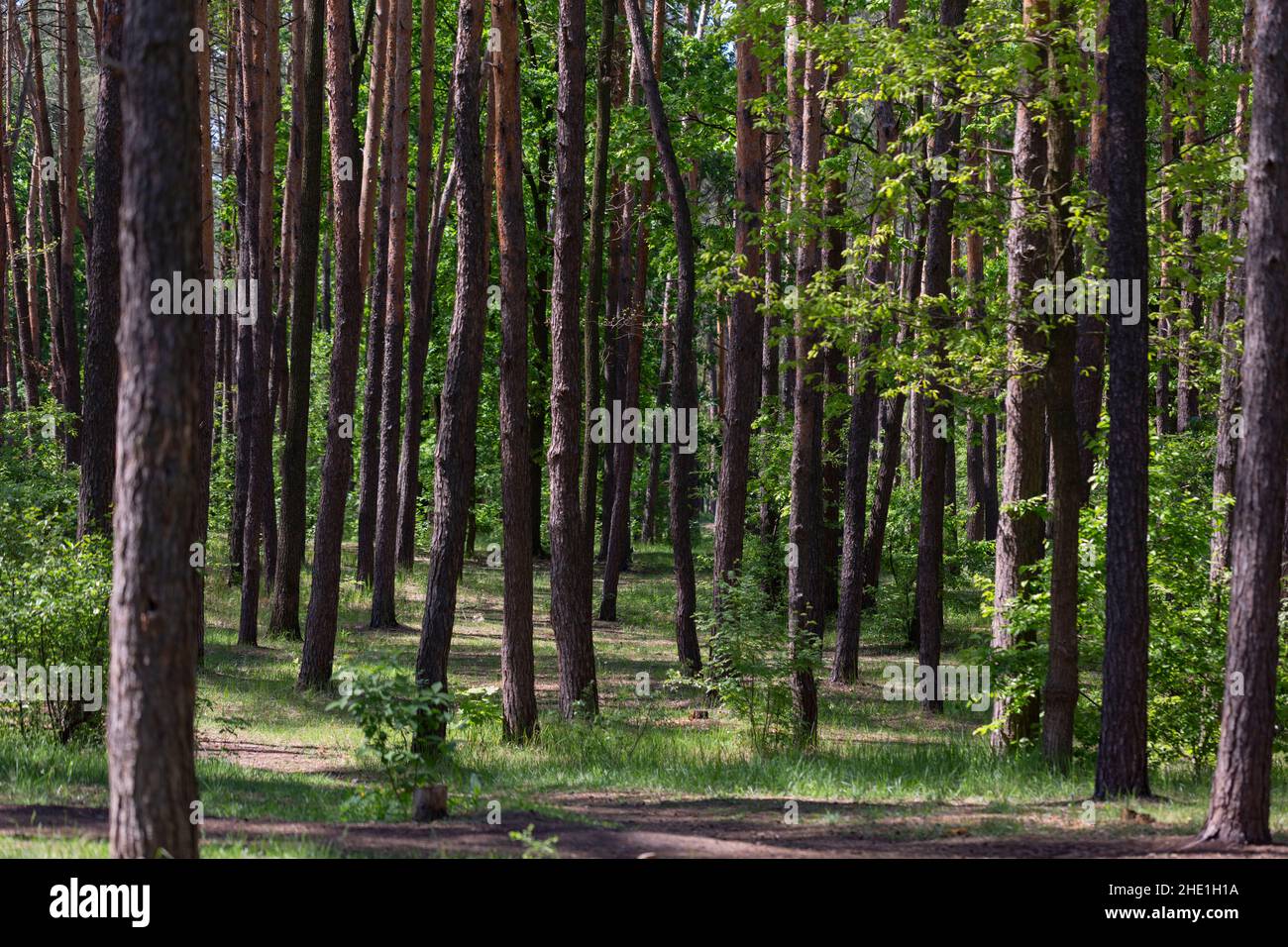 Natural forest background with trunks and greenery of trees or reserved ...