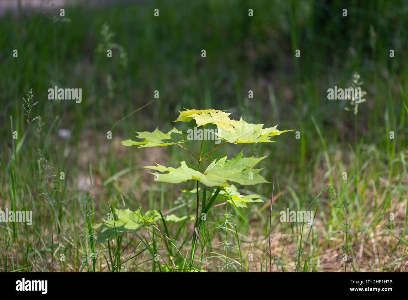 Young sapling of a maple tree in the forest or park grows Stock Photo ...