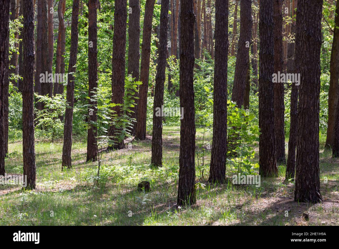 Natural forest background with trunks and greenery of trees or reserved ...