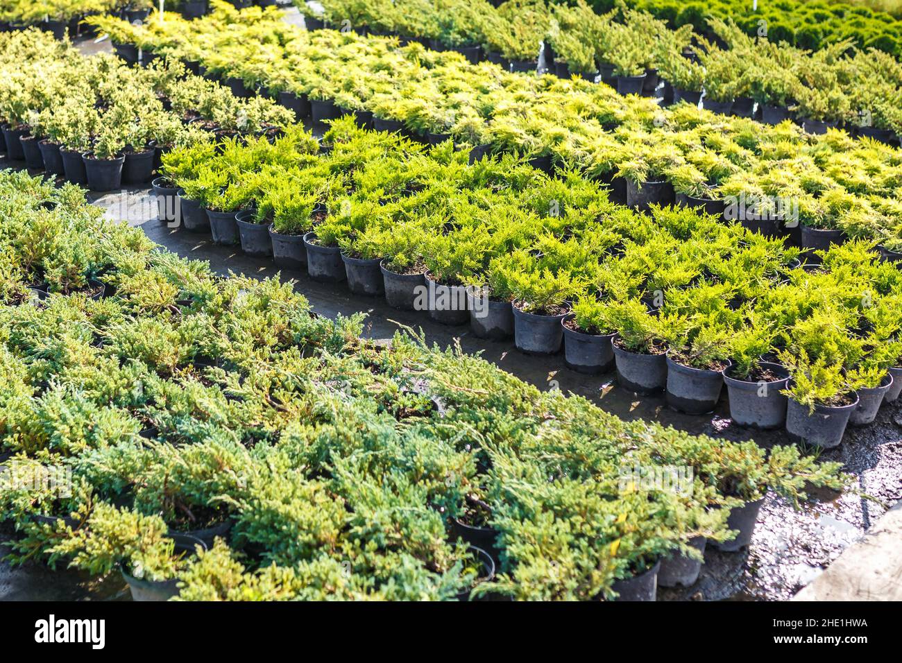 rows of young conifers in greenhouse with a lot of plants on plantation ...