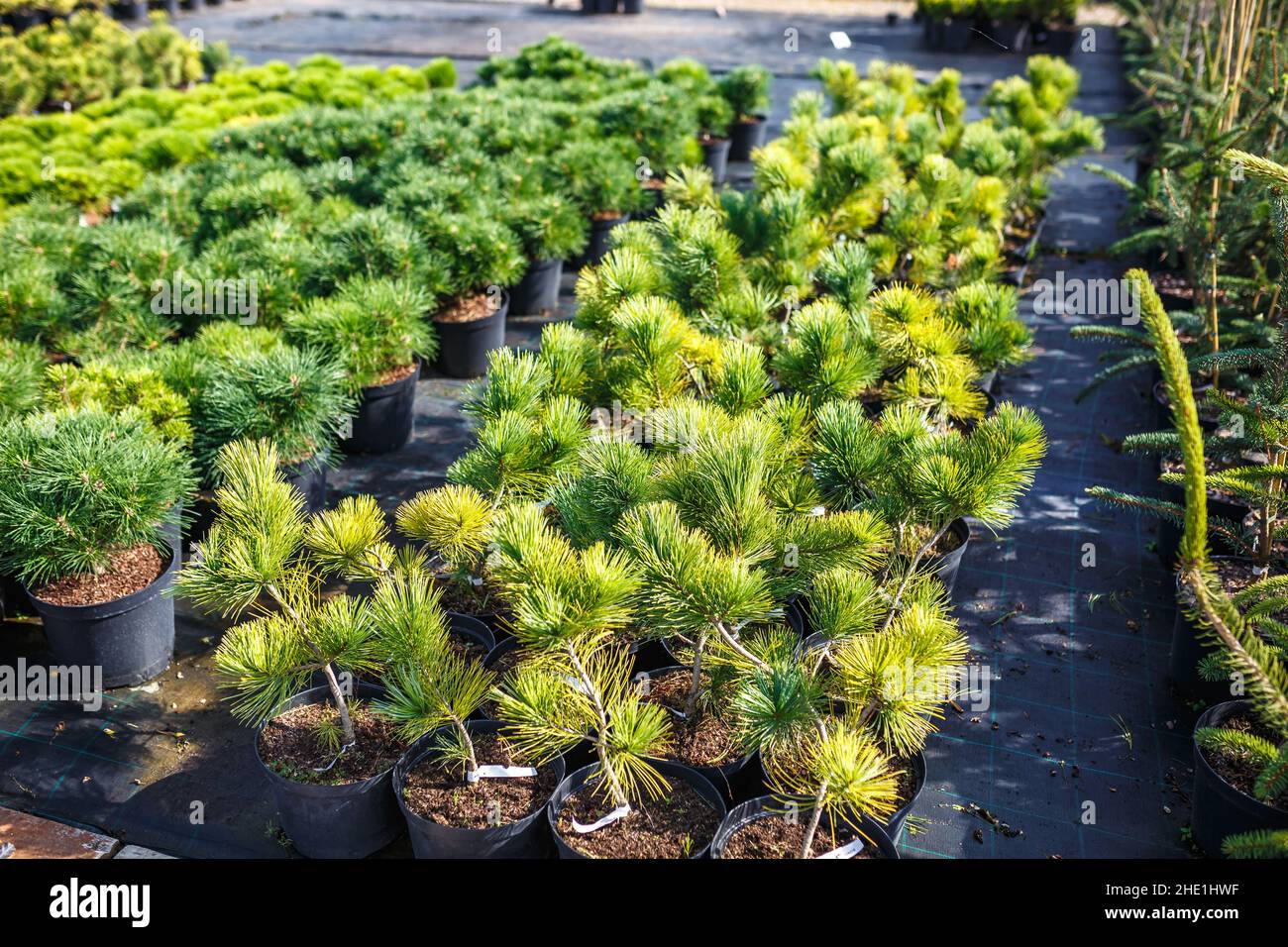 rows of young conifers in greenhouse with a lot of plants on plantation ...