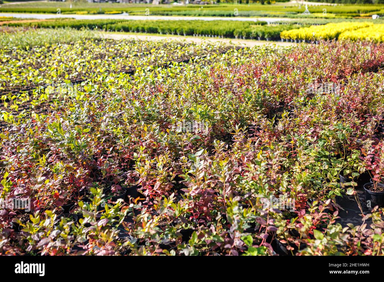 rows of young conifers in greenhouse with a lot of plants on plantation ...