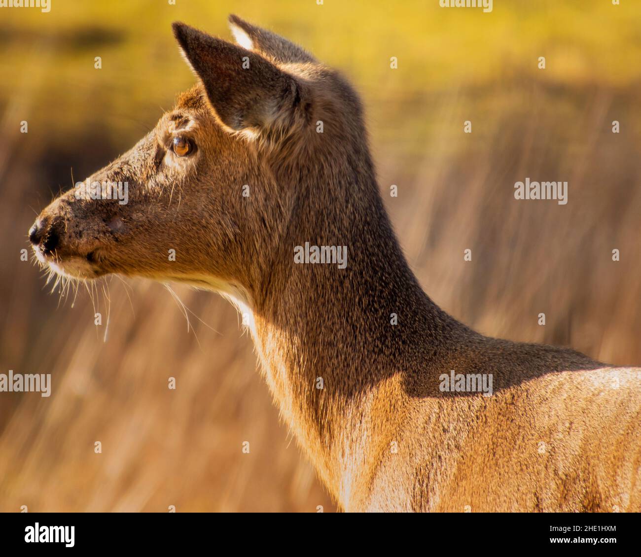 Picture of orange hi-res stock photography and images - Alamy