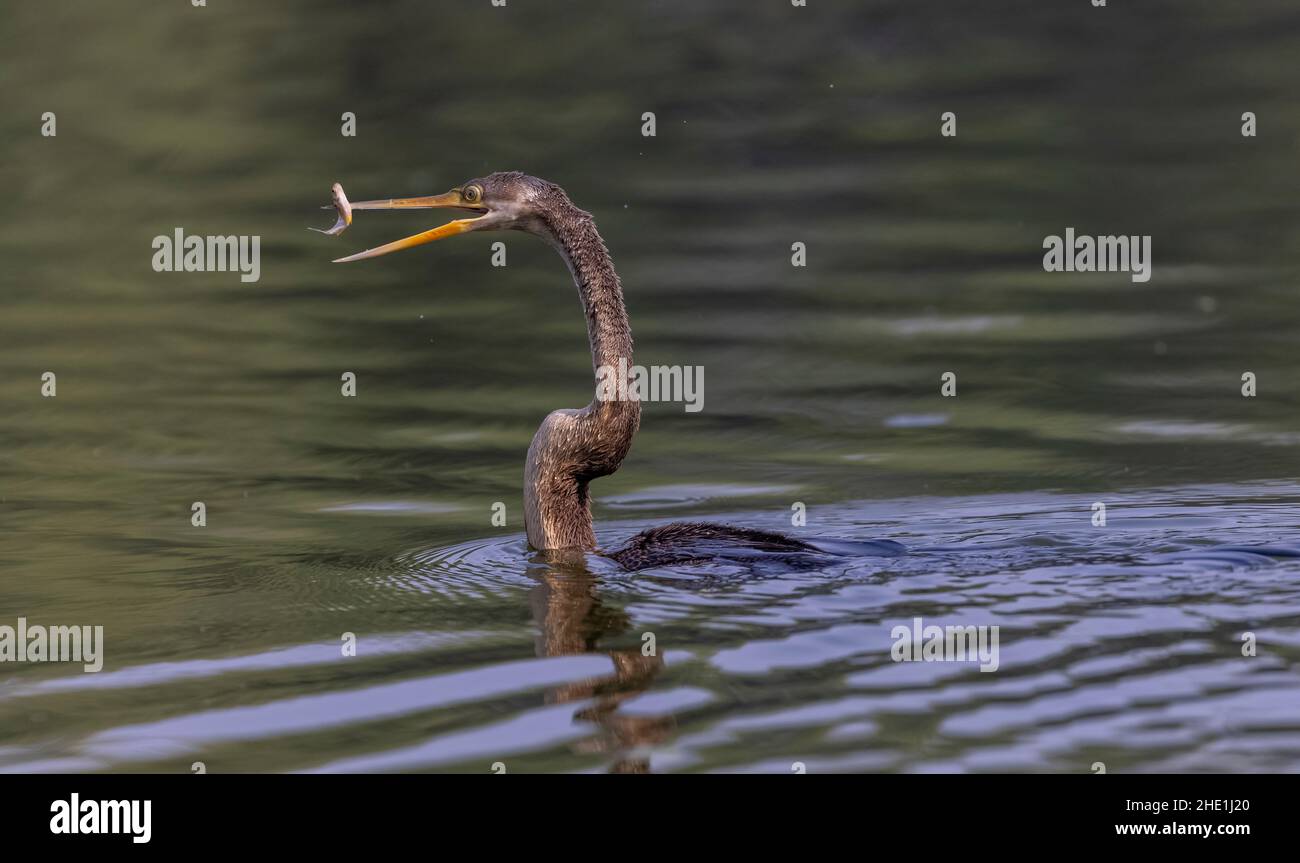 Snake bird catching fish hi-res stock photography and images - Alamy