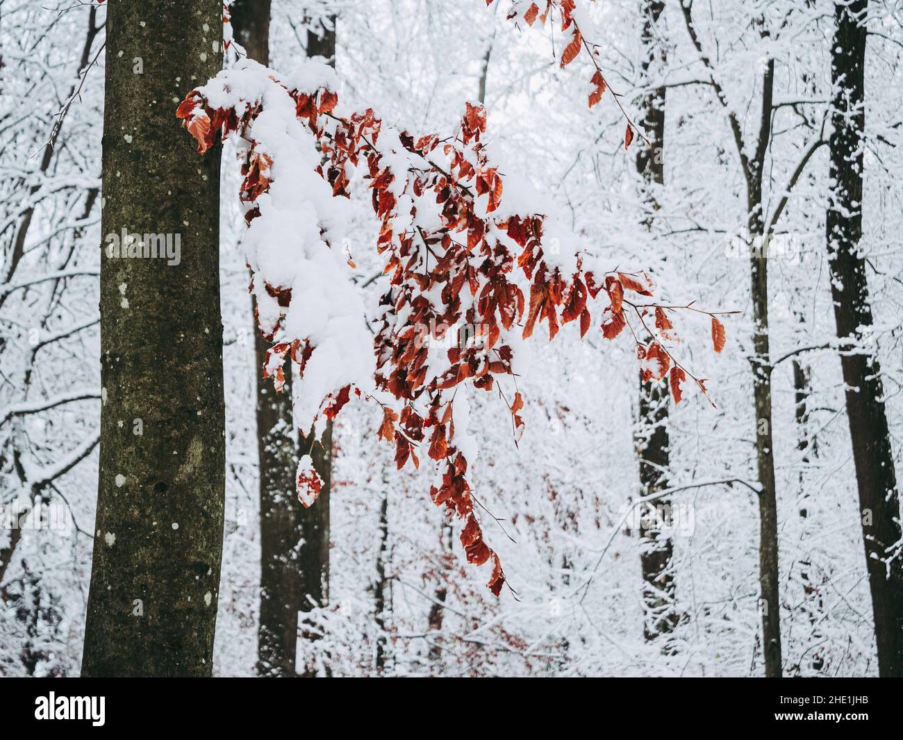 Wilted, Fiery Beech Leaves in Winter Forest with Snow Stock Photo - Alamy
