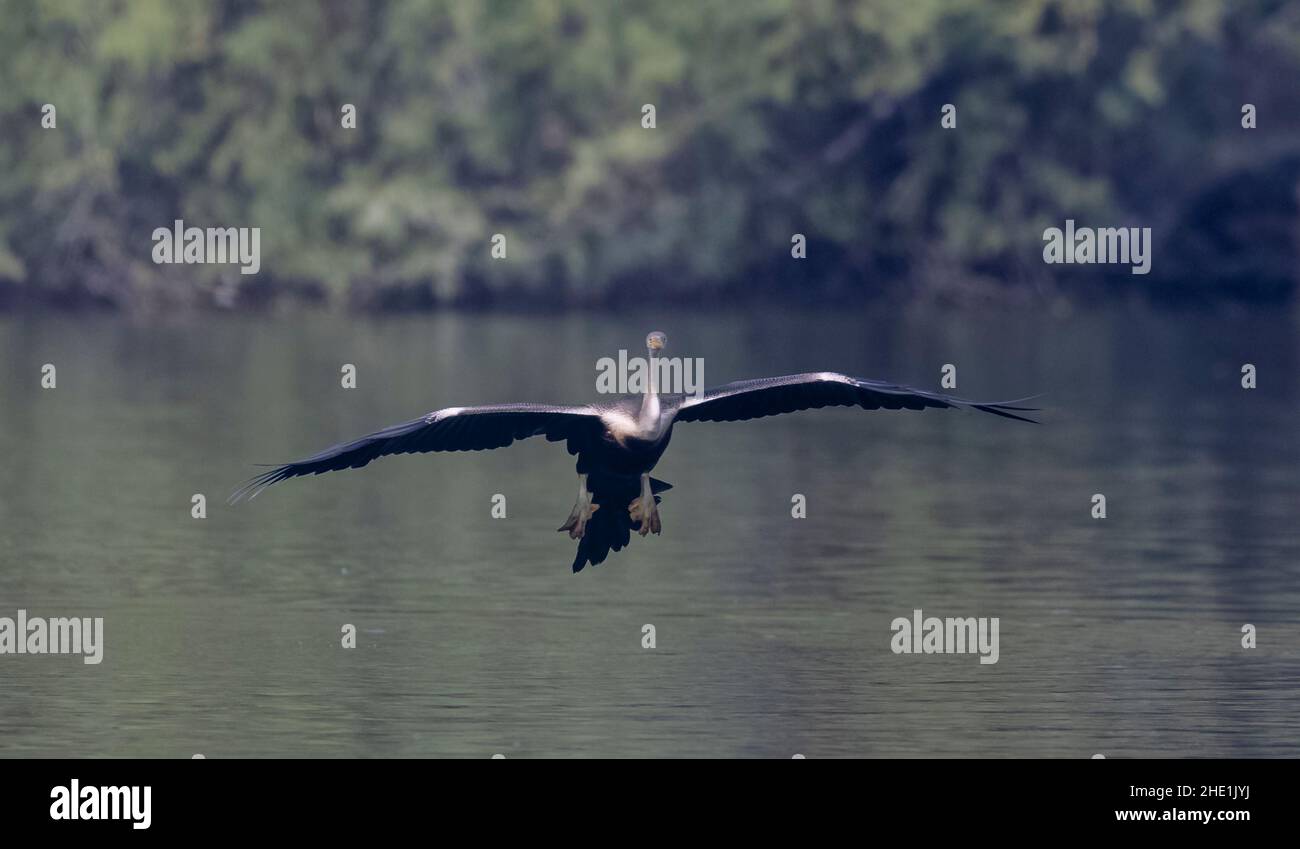 Indian flying snake hi-res stock photography and images - Alamy