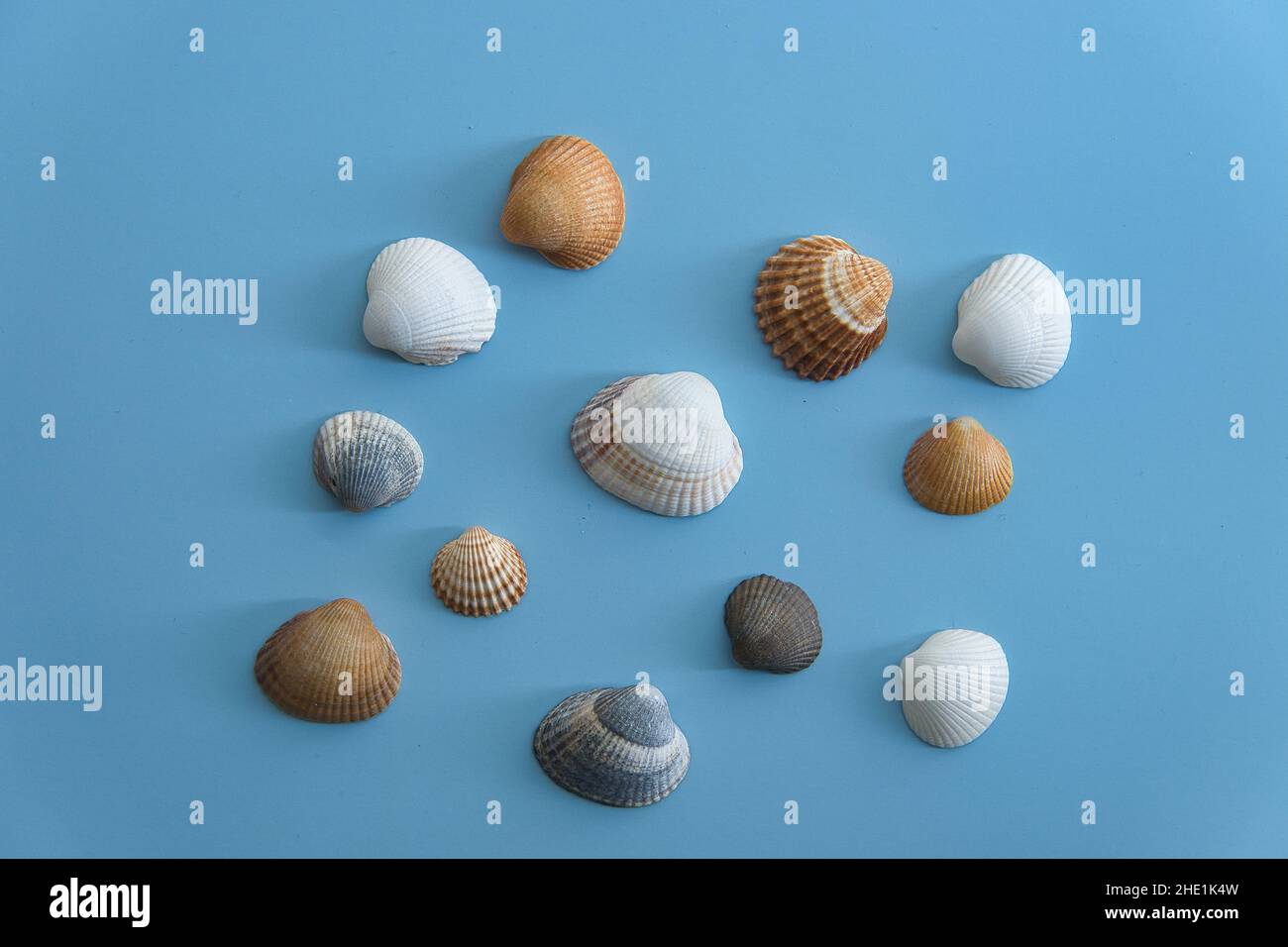 Colorful shells on a blue background Stock Photo - Alamy