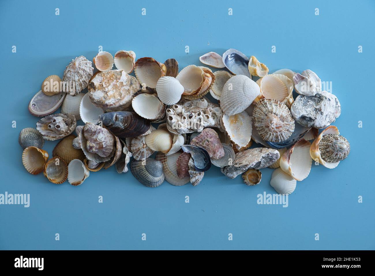 Colorful shells on a blue background Stock Photo - Alamy
