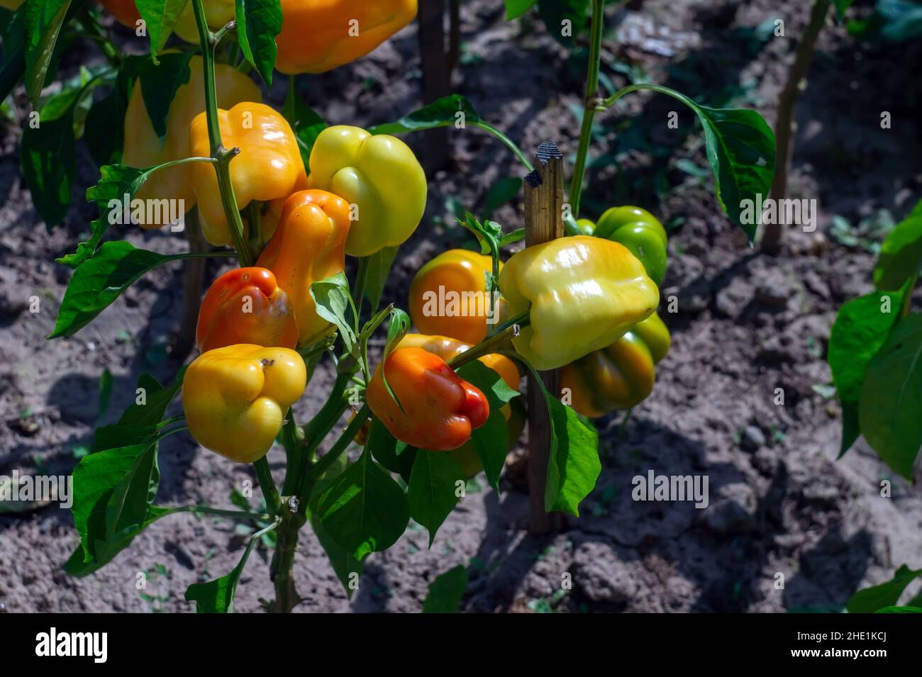 Bed ripe bell peppers hi-res stock photography and images - Alamy