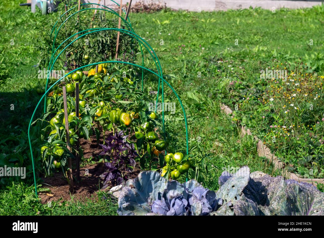 Bed ripe bell peppers hi-res stock photography and images - Alamy