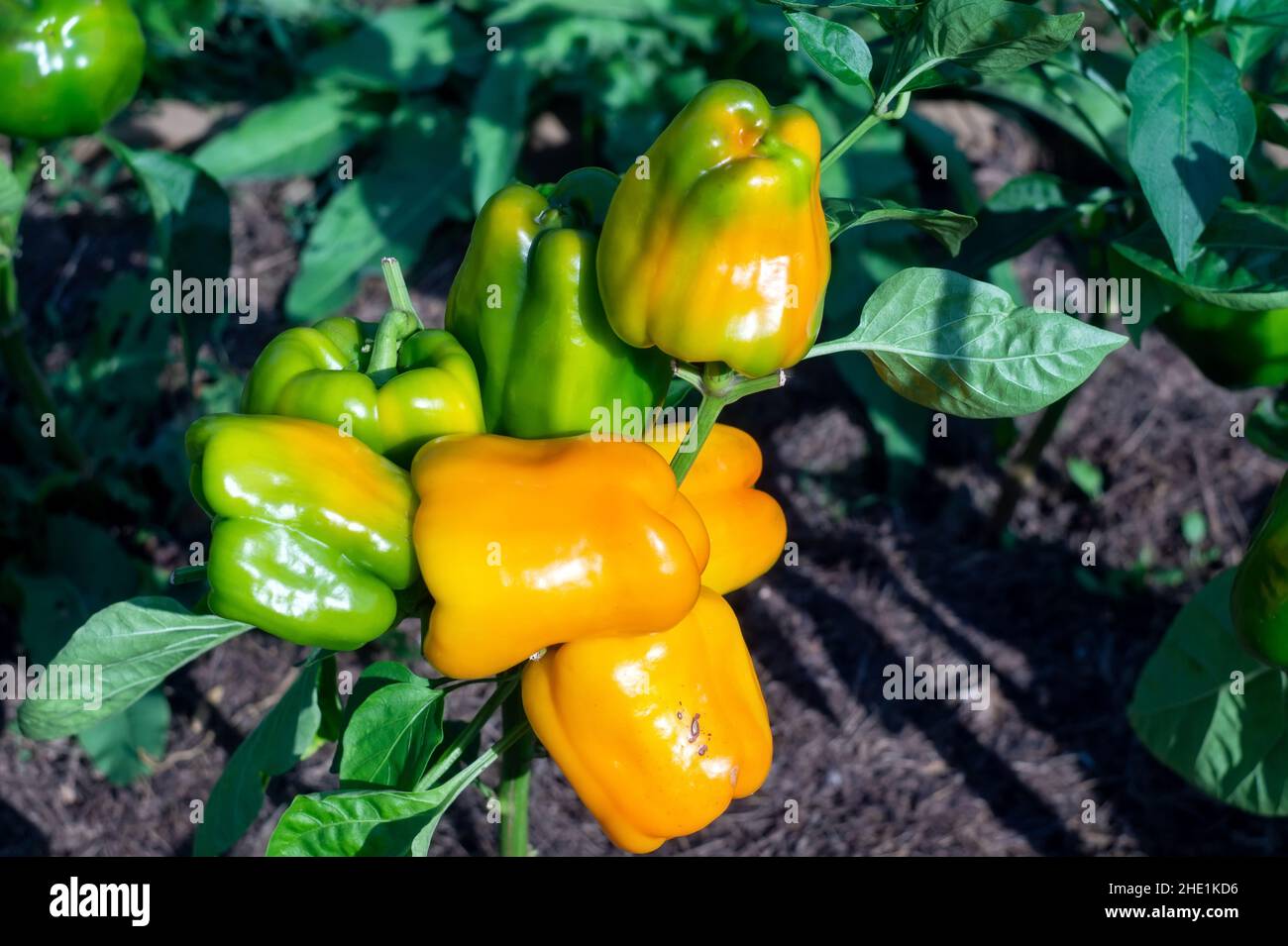 bright sweet peppers on the bed, in summer Stock Photo - Alamy