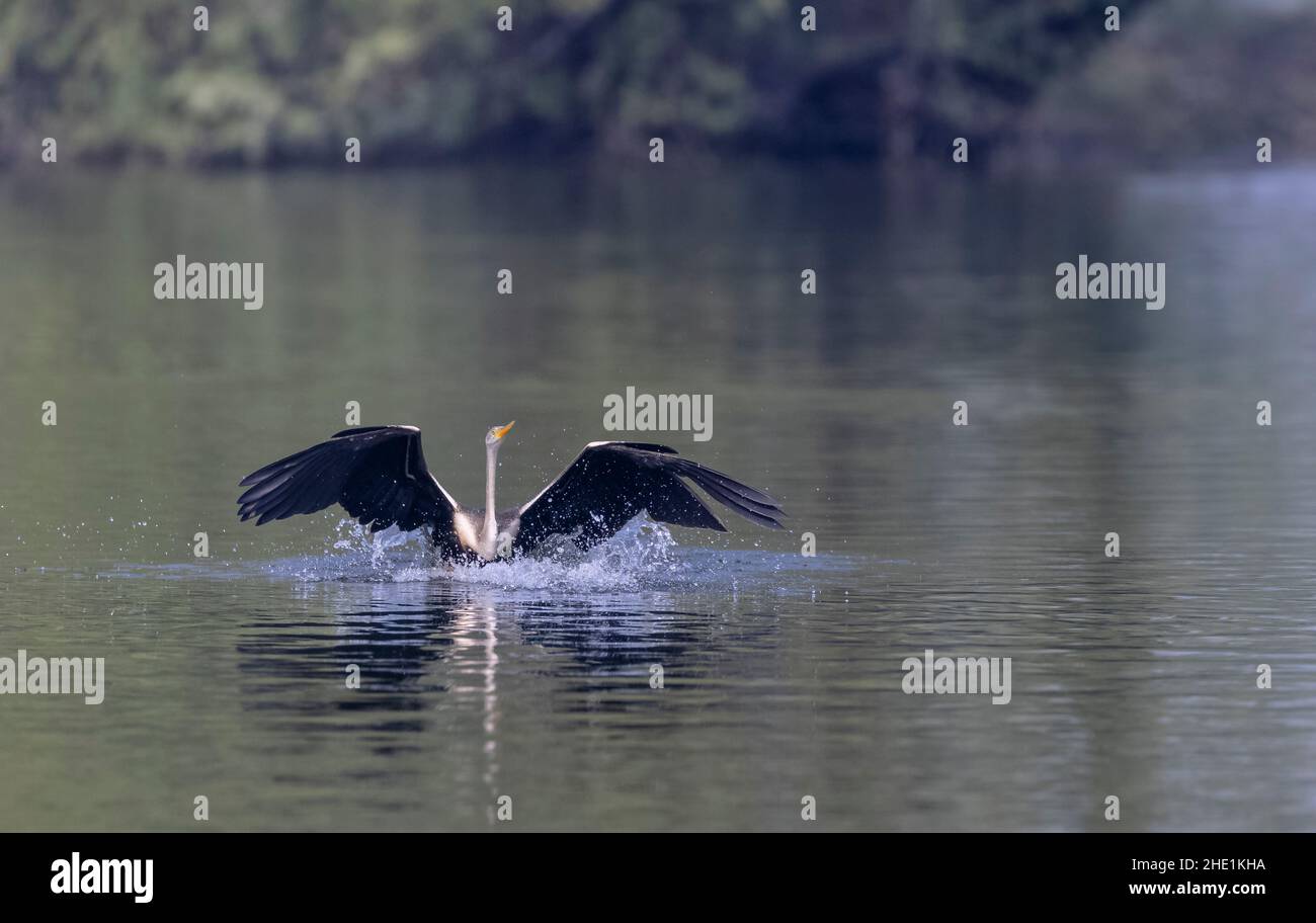Oriental Darter or Indian snake bird (Anhinga melanogaster) in flight ...