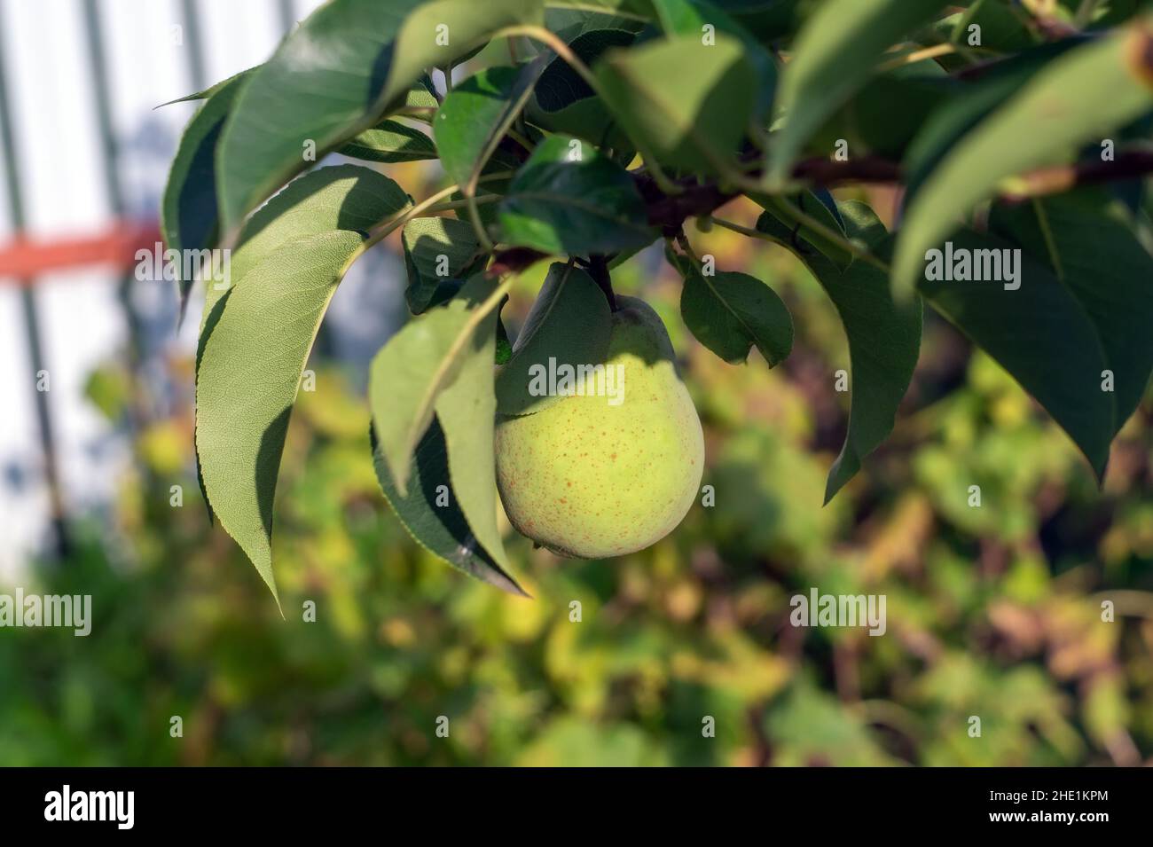 pears hang on a branch in the garden, in summer Stock Photo - Alamy