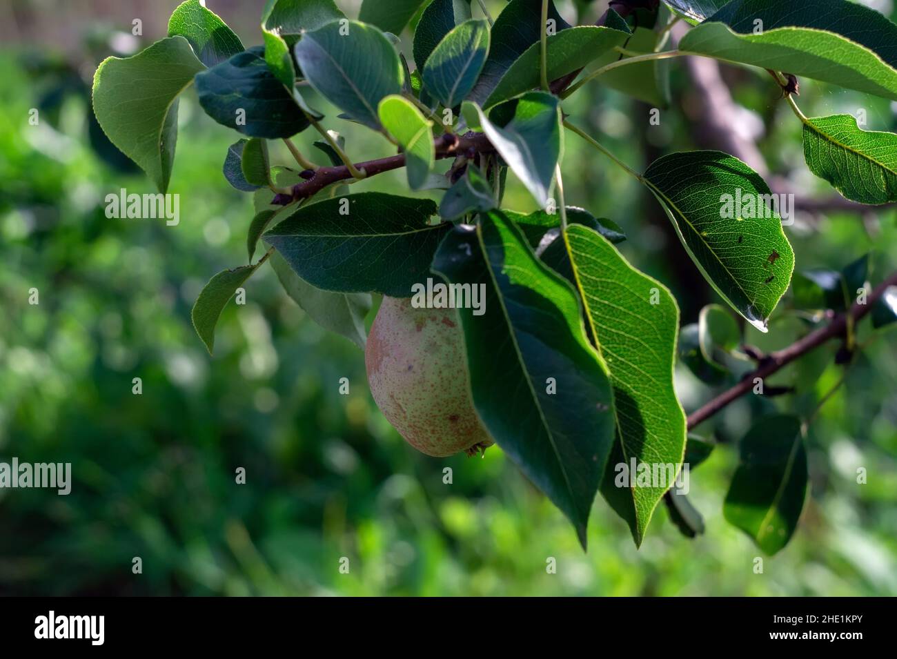 Pears hang hi-res stock photography and images - Alamy