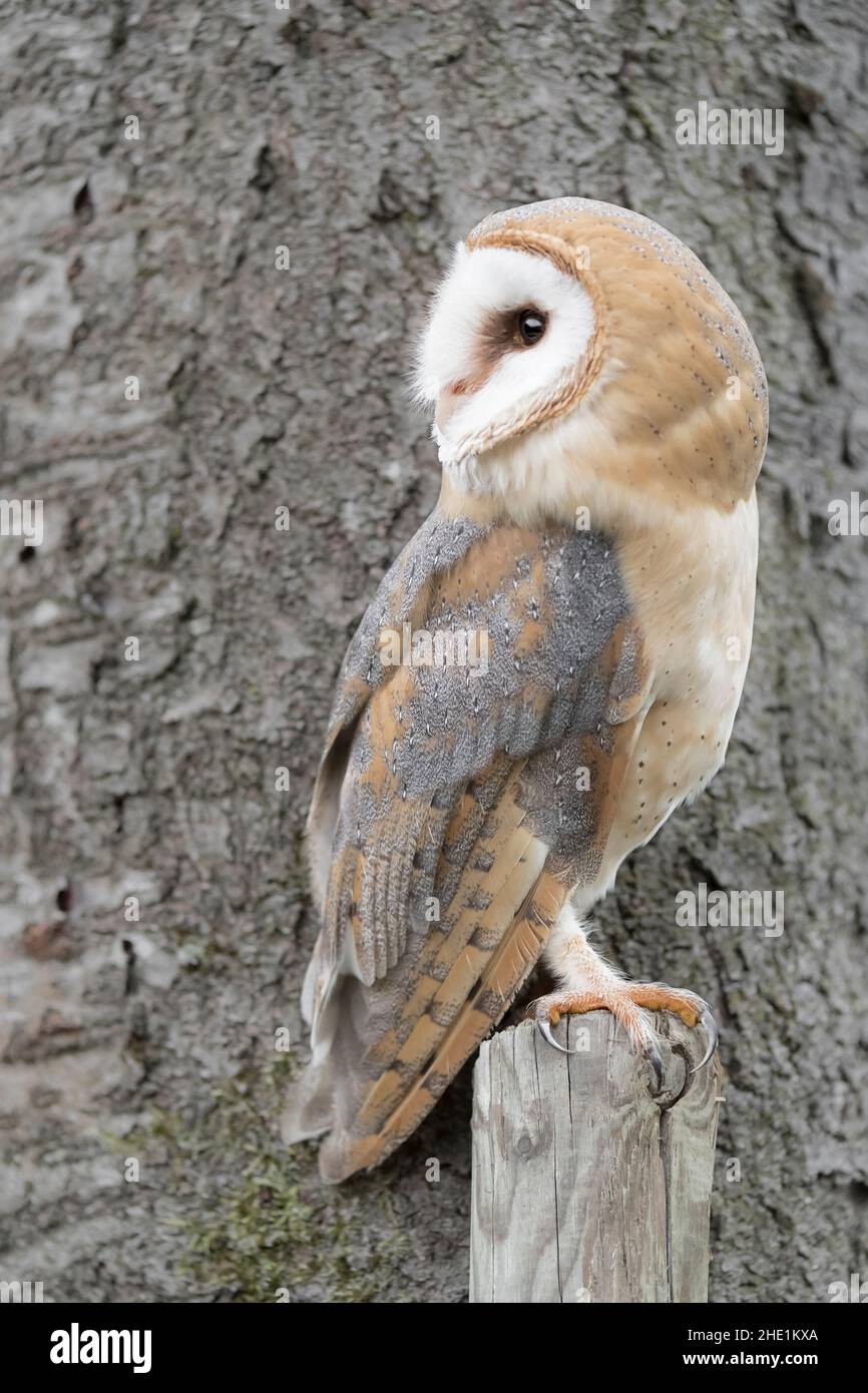 Perfect barn owl hi-res stock photography and images - Alamy
