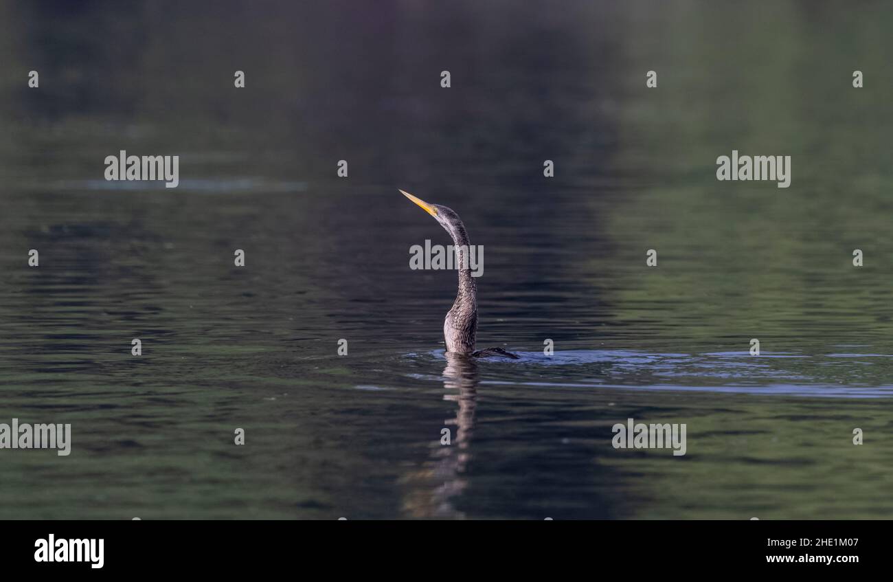 Oriental Darter or Indian snake bird (Anhinga melanogaster) swimming in ...